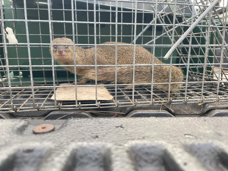 Mongoose captured on Kauai where the invasive species has no population