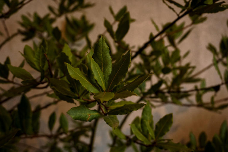 El laurel: cuidados, usos y rituales de una planta con historia y poder