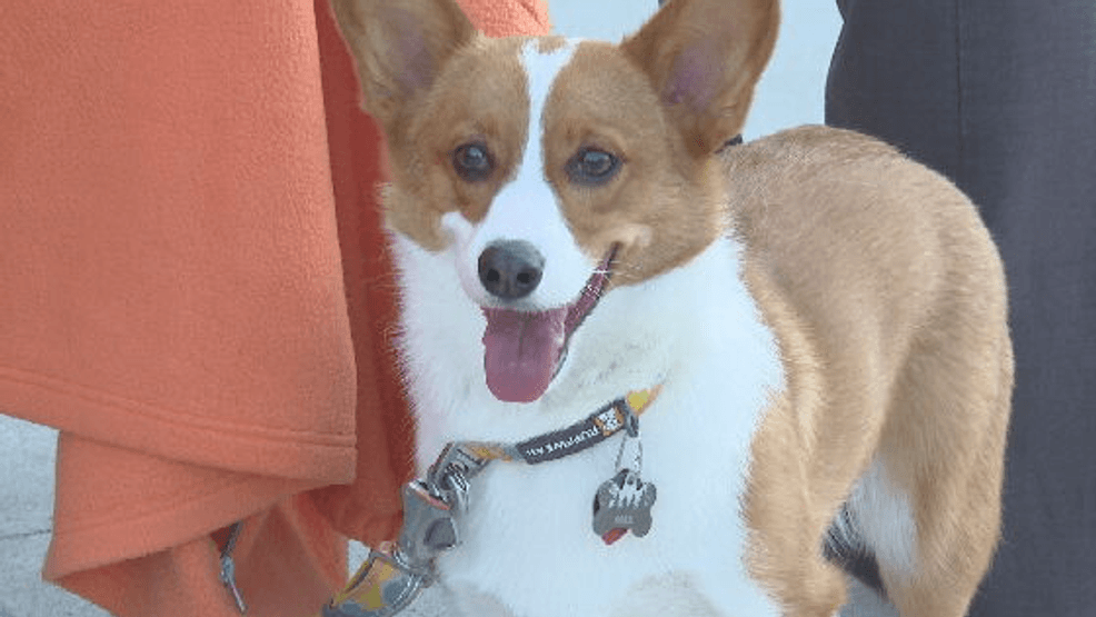 McLaren's annual Barks and Brews event, supports hospice patients and ...
