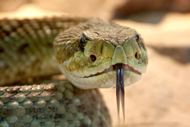 Top 5 Poisonous Snakes That Kill in Silence