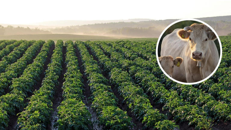 Día Internacional de la Agricultura: origen, importancia y avances tecnológicos