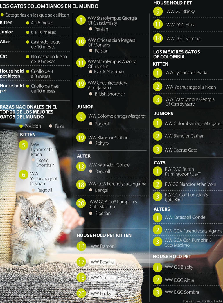 Los gatos colombianos destacan en competencias internacionales para ser ...