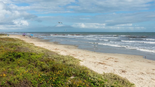 US photographer snaps stunning image of rare creature far from its ...