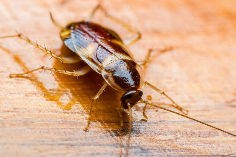 UK households hit by 'cockroach invasion' as temperatures plummet in ...