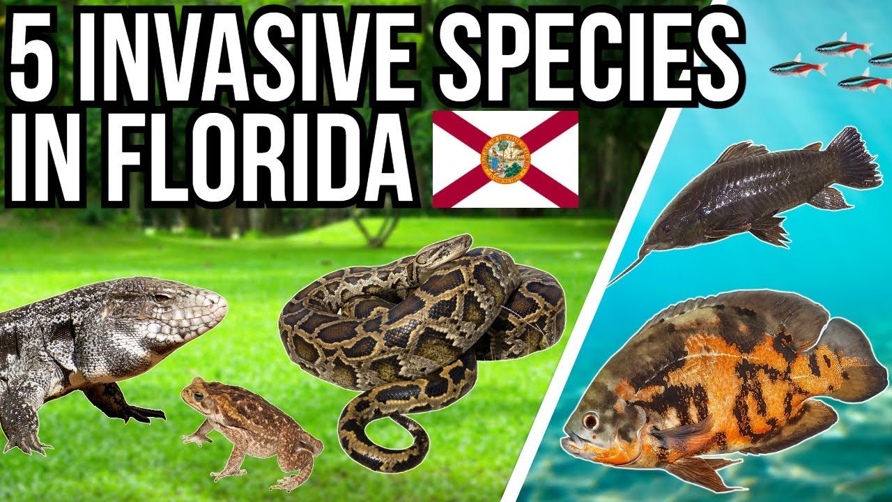 Hidden Invaders: 5 Species Threatening Florida’s Future