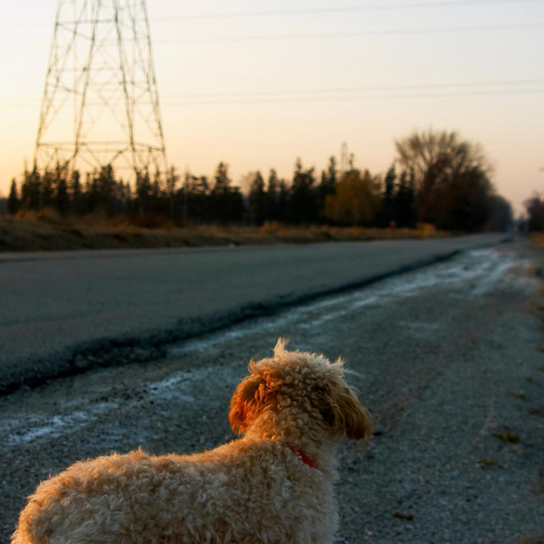 สัญชาตญาณการหาทางกลับบ้าน (Homing Instinct) กลไกนำทางของสัตว์