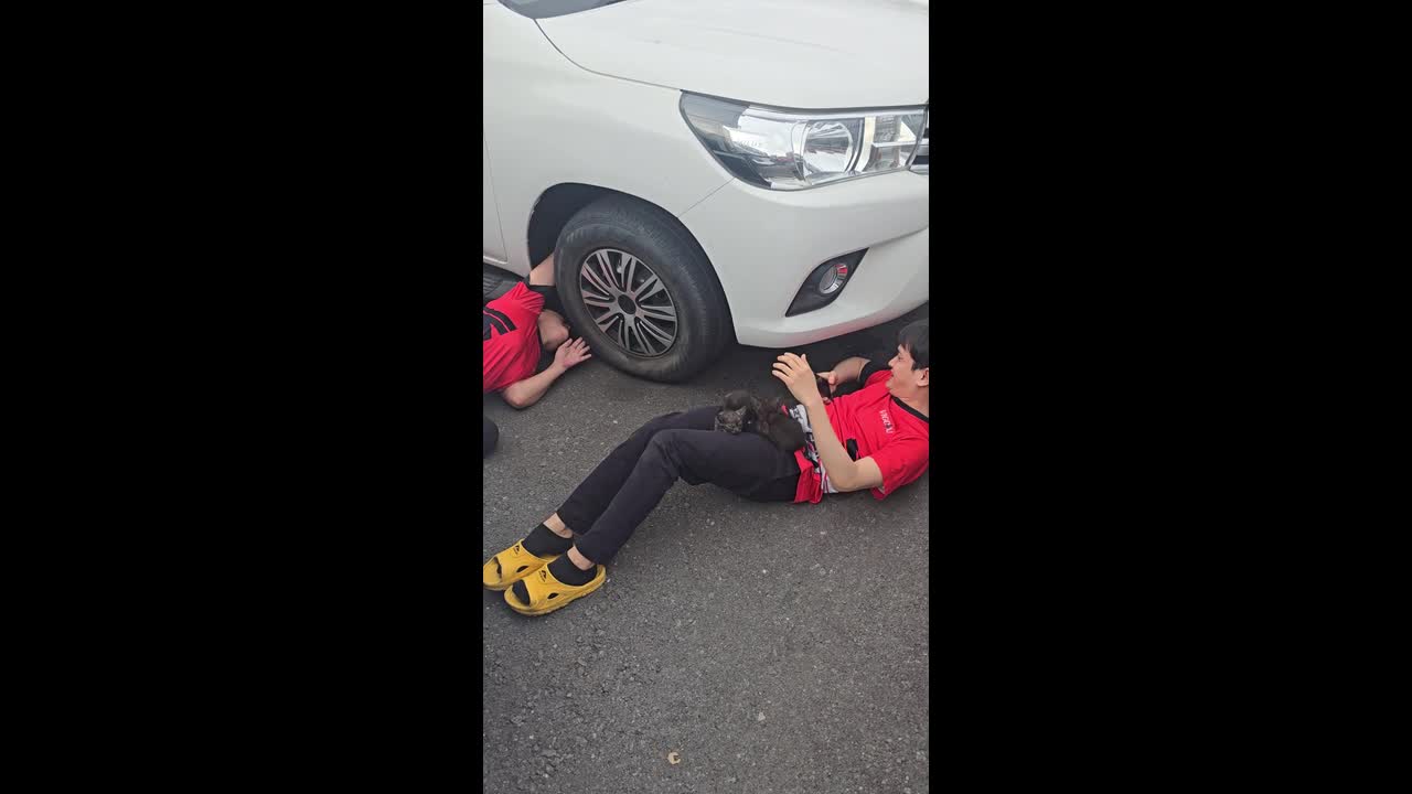 Four kittens snuggle in box after being rescued from pickup truck engine