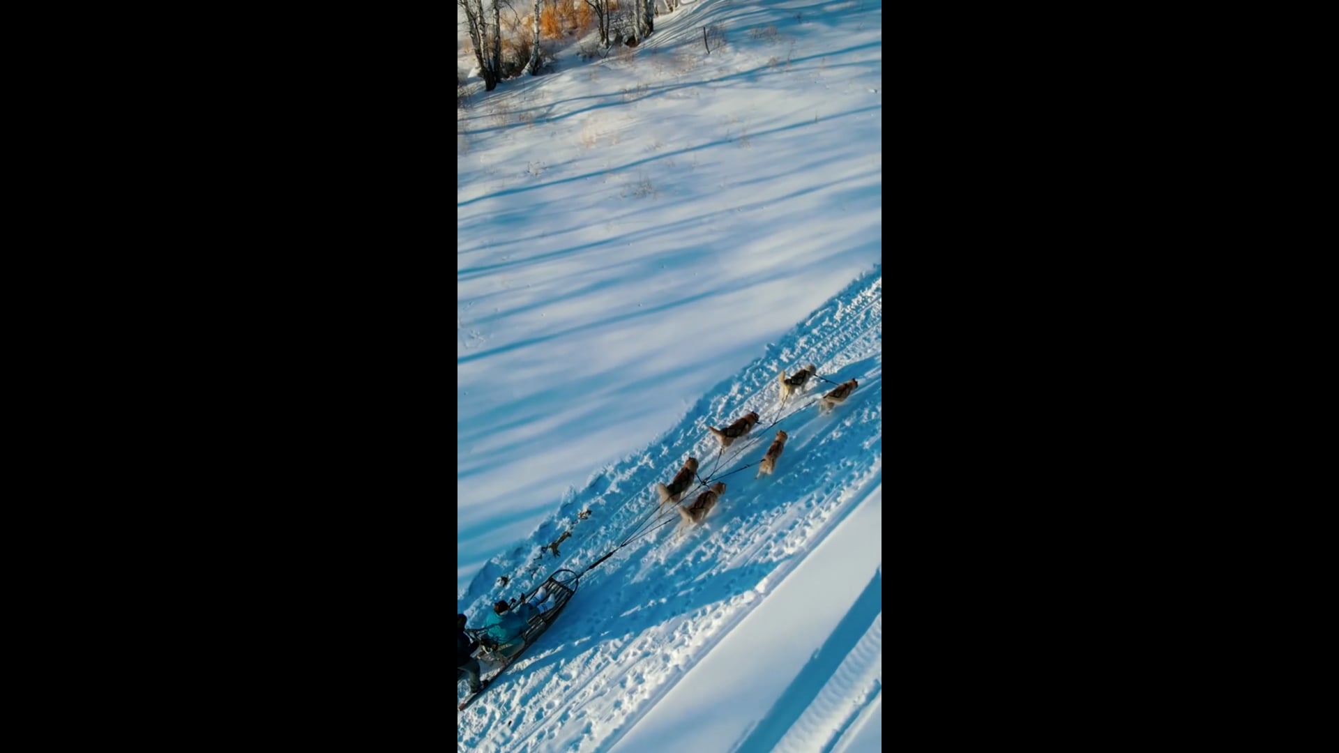Drones synspunkt på Siberian Huskies' spændende løb gennem ...