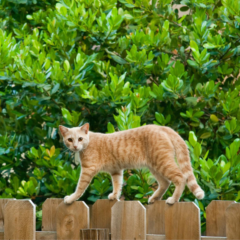 สัญชาตญาณการหาทางกลับบ้าน (Homing Instinct) กลไกนำทางของสัตว์