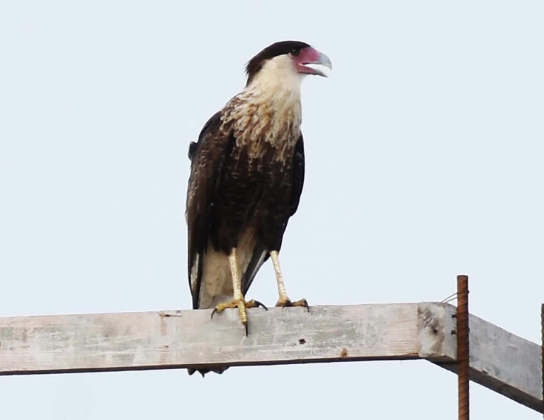 Best SW Florida reader photos include Bonita, Pine Island, Pepper Ranch ...