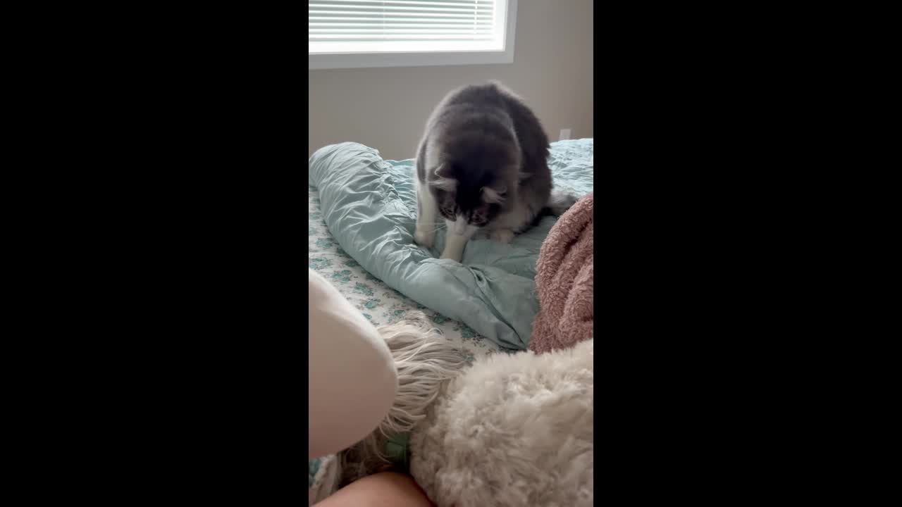 Cat makes hilarious face after smelling his dog brother