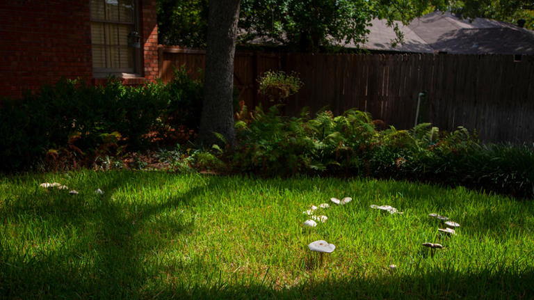 What To Know If You Spot A Fairy Ring In Your Yard
