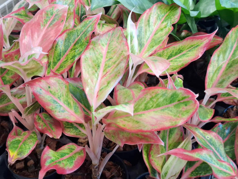 Plantas variegadas: qué son y por qué despiertan tanta fascinación (más ...