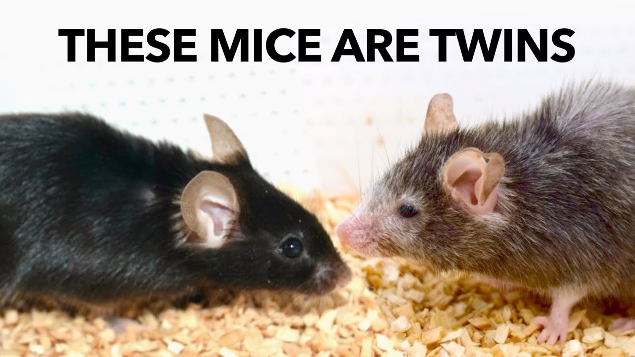 Could Humans One Day Reverse Aging