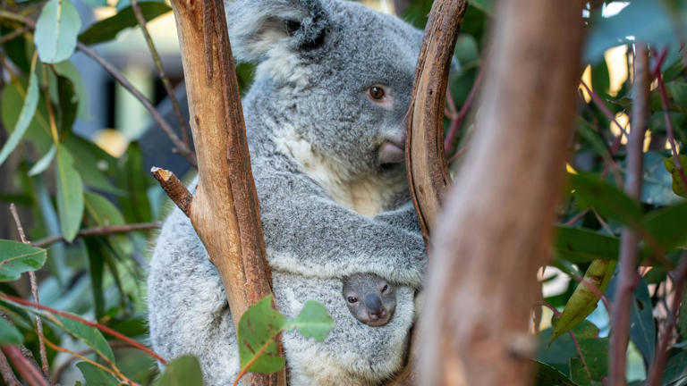Impfstoff soll Koalas vor tödlichen Chlamydien schützen