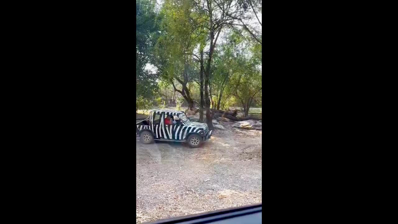 Remorseless lions seen today after eating zookeeper alive at safari ...