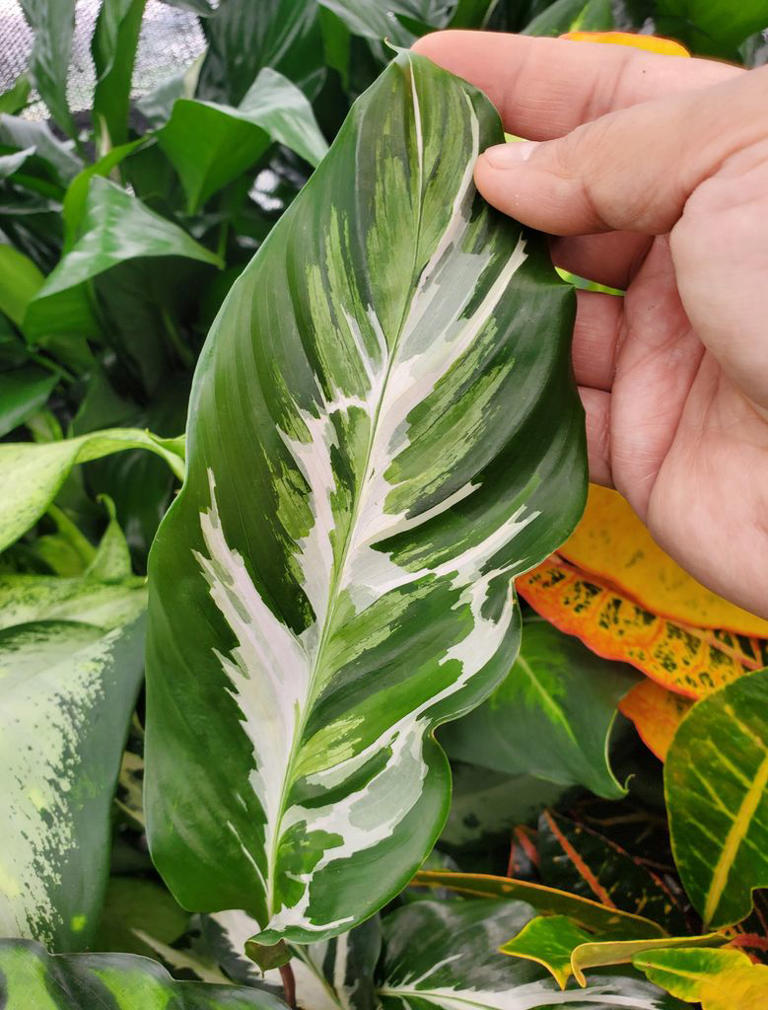 Plantas variegadas: qué son y por qué despiertan tanta fascinación (más ...