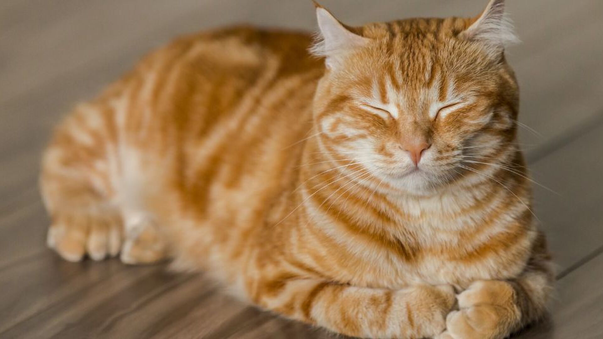 Katten kunnen ook dement worden: 8 tips om het te herkennen