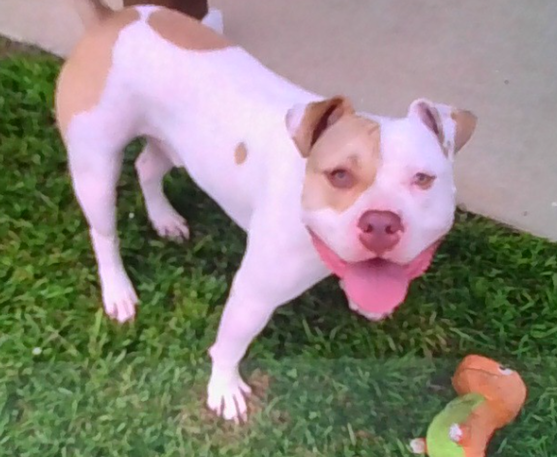 Dogs are disappearing from Pender County. Are they being stolen?