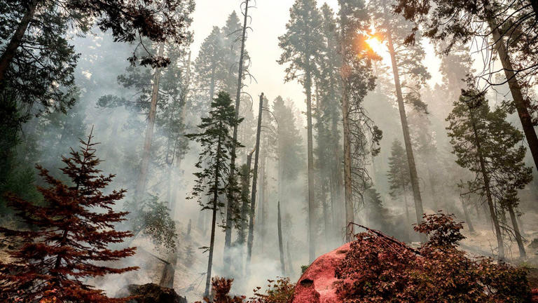 California's Garnet Fire Burns Through Grove Of Giant Sequoia Trees