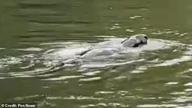 The Lost Ness Monster! Experts baffled as mystery creature filmed ...