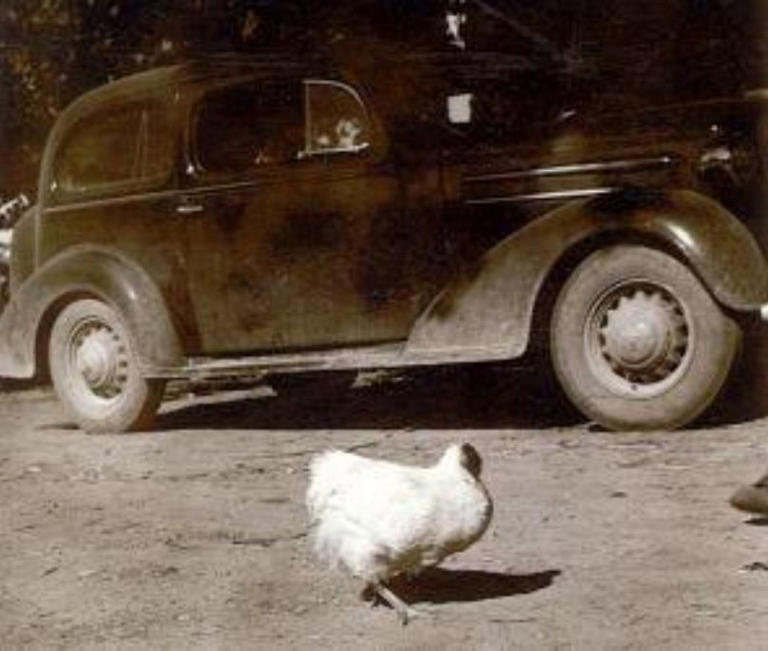 Celebrating the 80-year legacy of Mike, ‘The Headless Wonder Chicken’