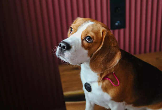 Can Pets Detect When You’re Lying? The Psychology of Animal Intuition