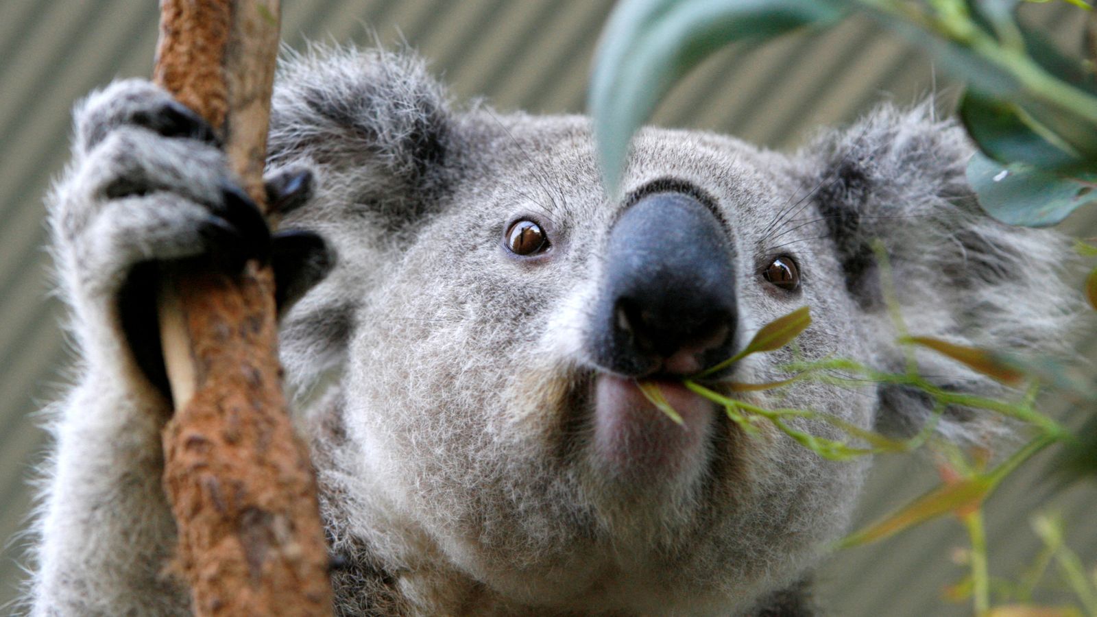 Chlamydia vaccine approved for koalas