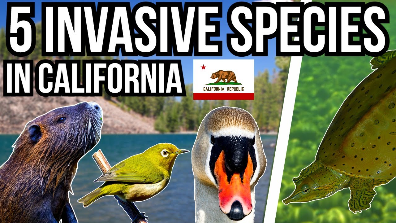 The Hidden Dangers of California’s Invasive Wildlife