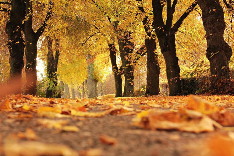Why do leaves change colour in the fall?