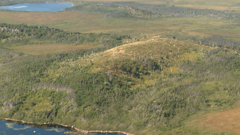 One million trees: Parks Canada is restoring moose meadows in Gros ...