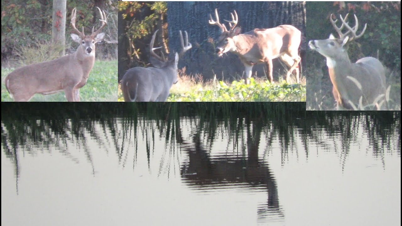 Massive Illinois Bucks Spotted From Our House! Filmed by My Wife