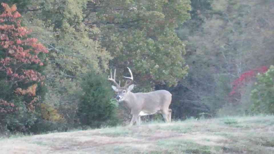 Stare Down With a Drooling Big Buck in Illinois – Intense Encounter!