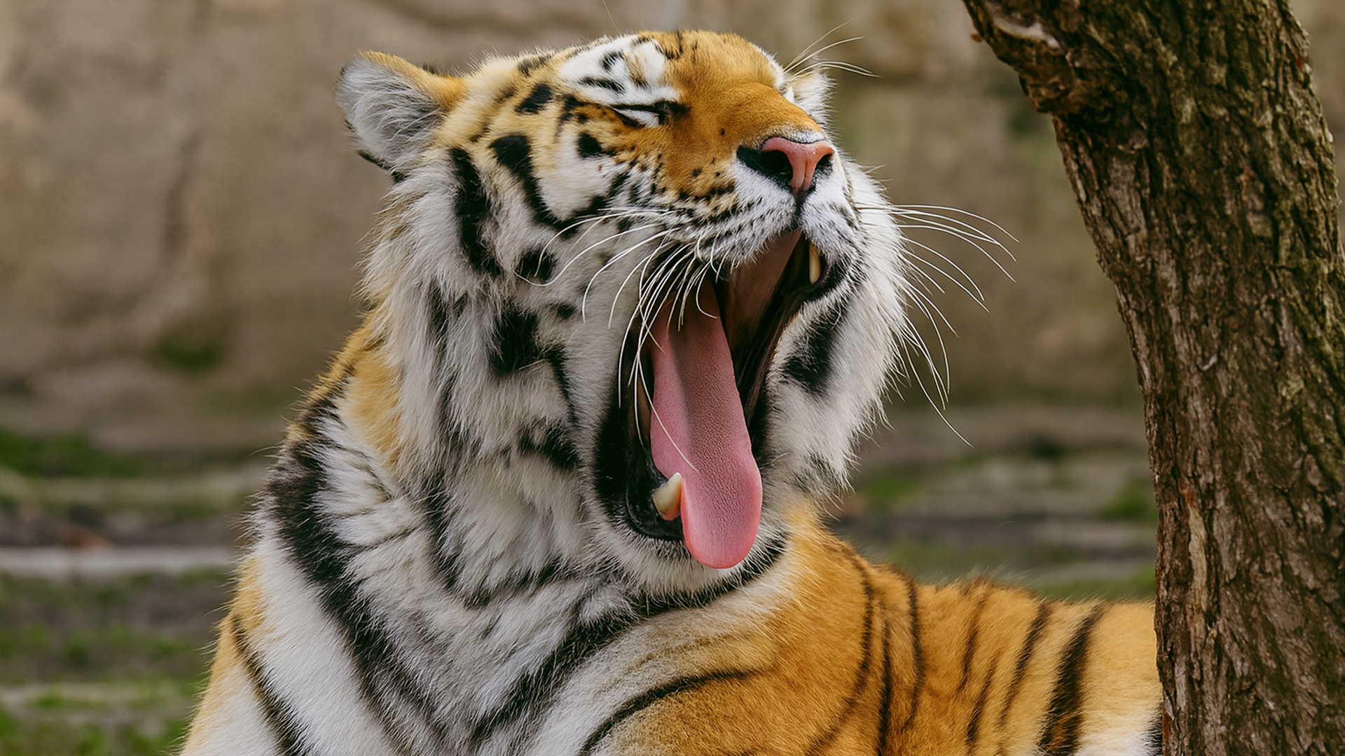 Siberische tijger geeuwt
