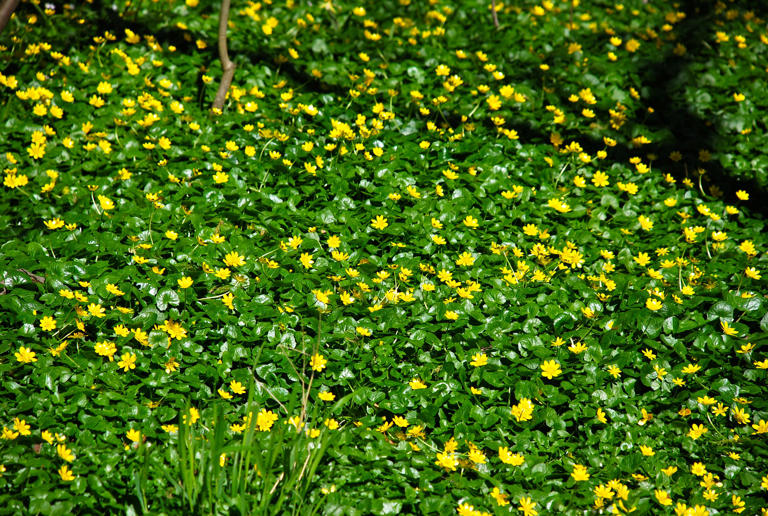 Invasives: This species is partly to blame for fewer native wildflowers ...