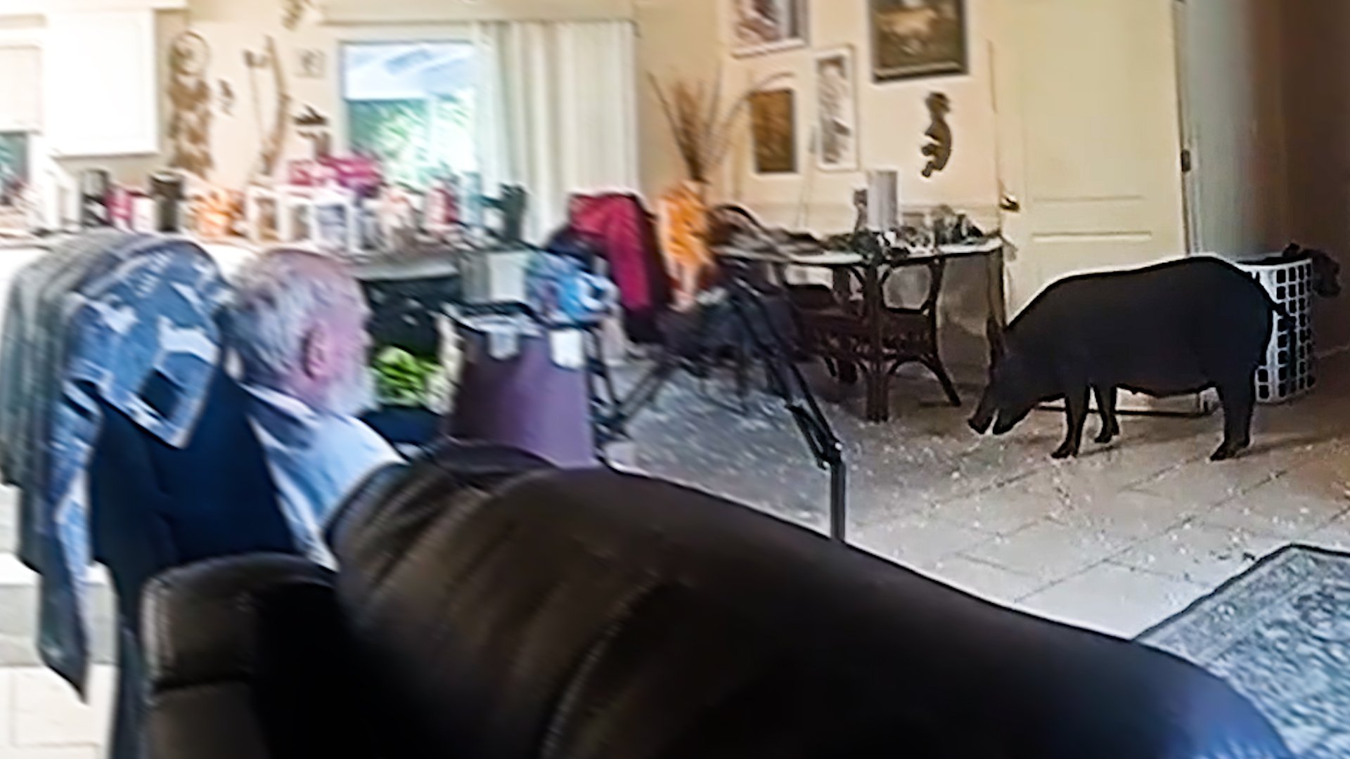 Wild boar smashes into Florida family home