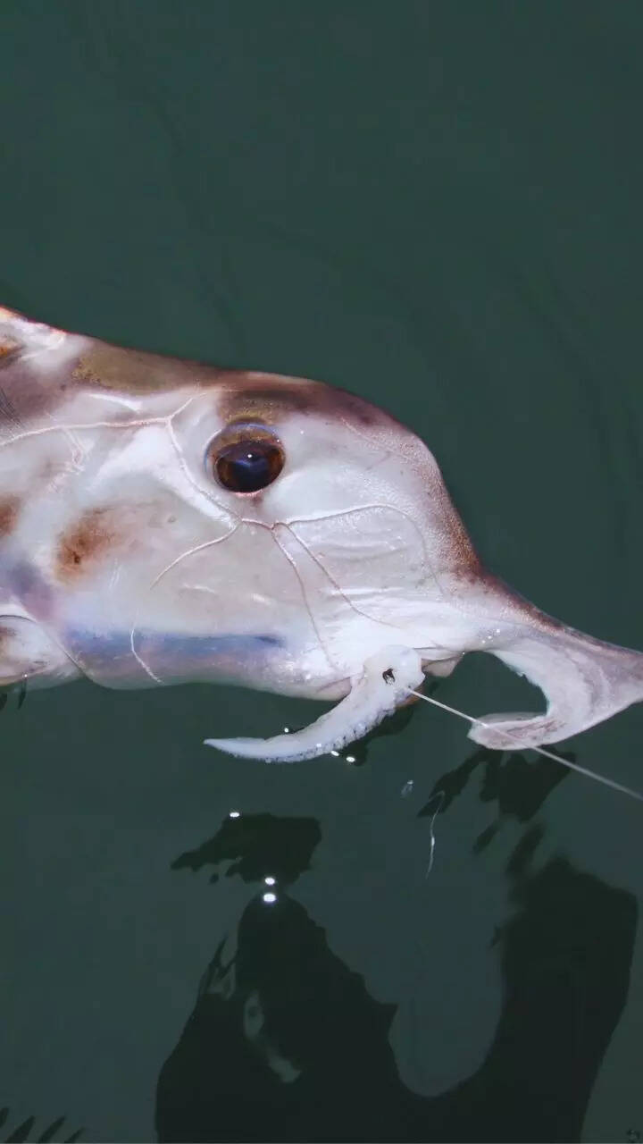10 fish in the sea named after land animals and where to spot these