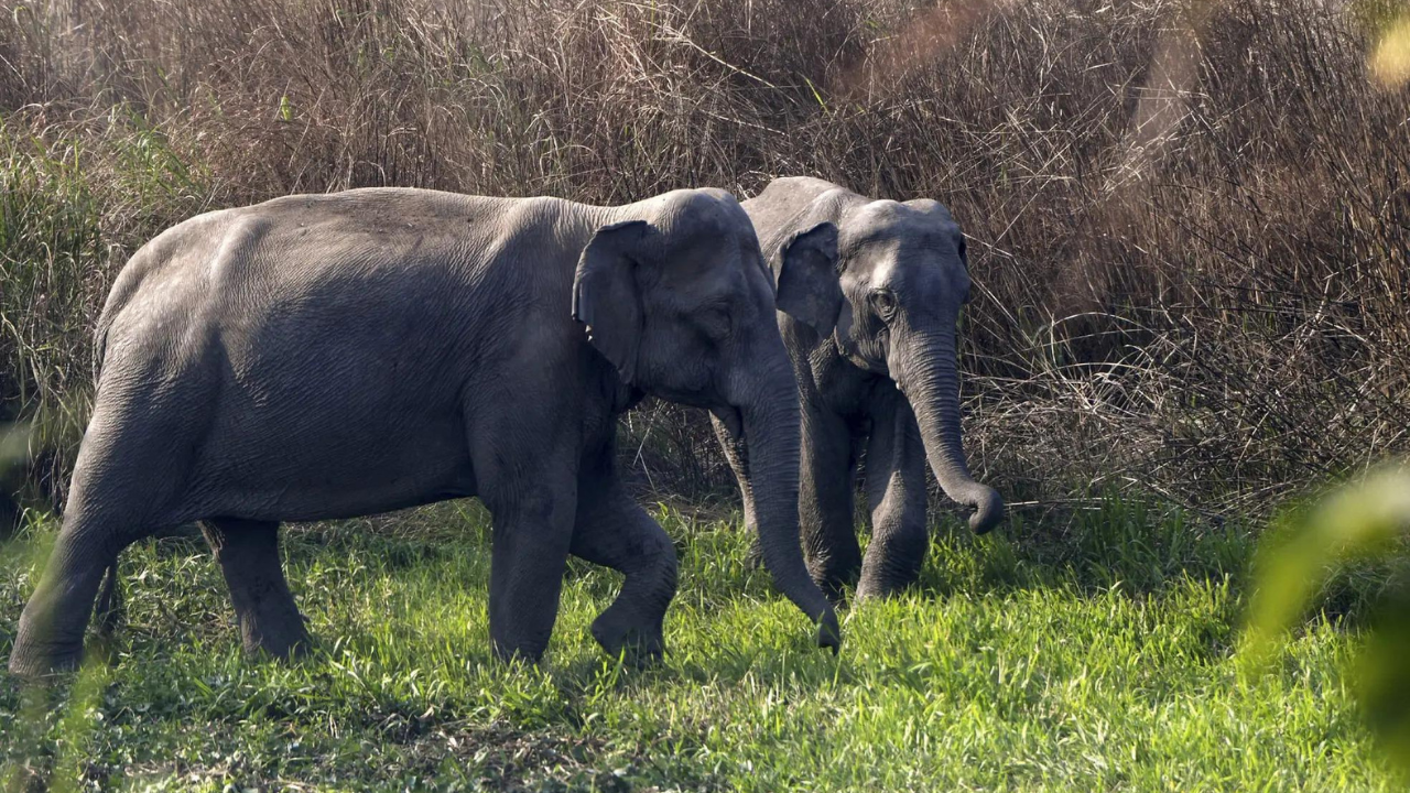 Jumbo challenge for chip-making: Tata Electronics builds elephant-proof ...