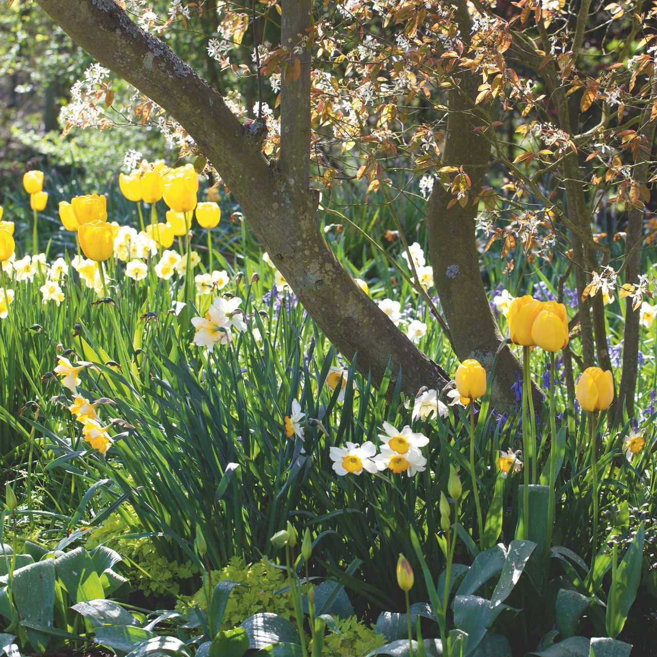 This is how deep you should be planting your daffodil bulbs – because ...