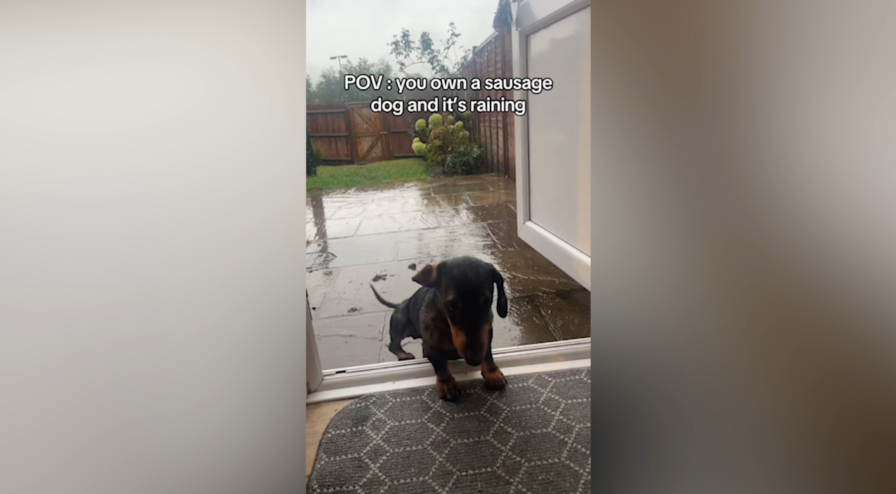 Hysterics At Relatable Thing Dachshund Does When Faced With Heavy Rain