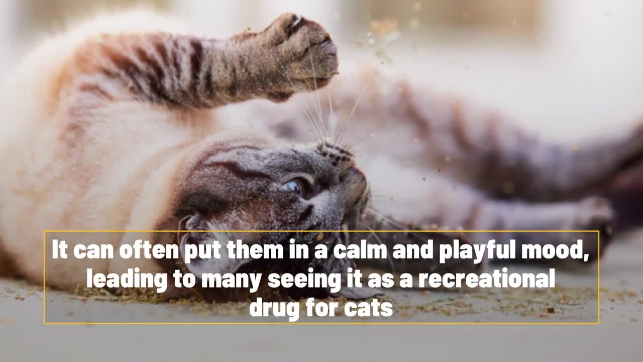 What Every Cat Owner Should Know About Catnip