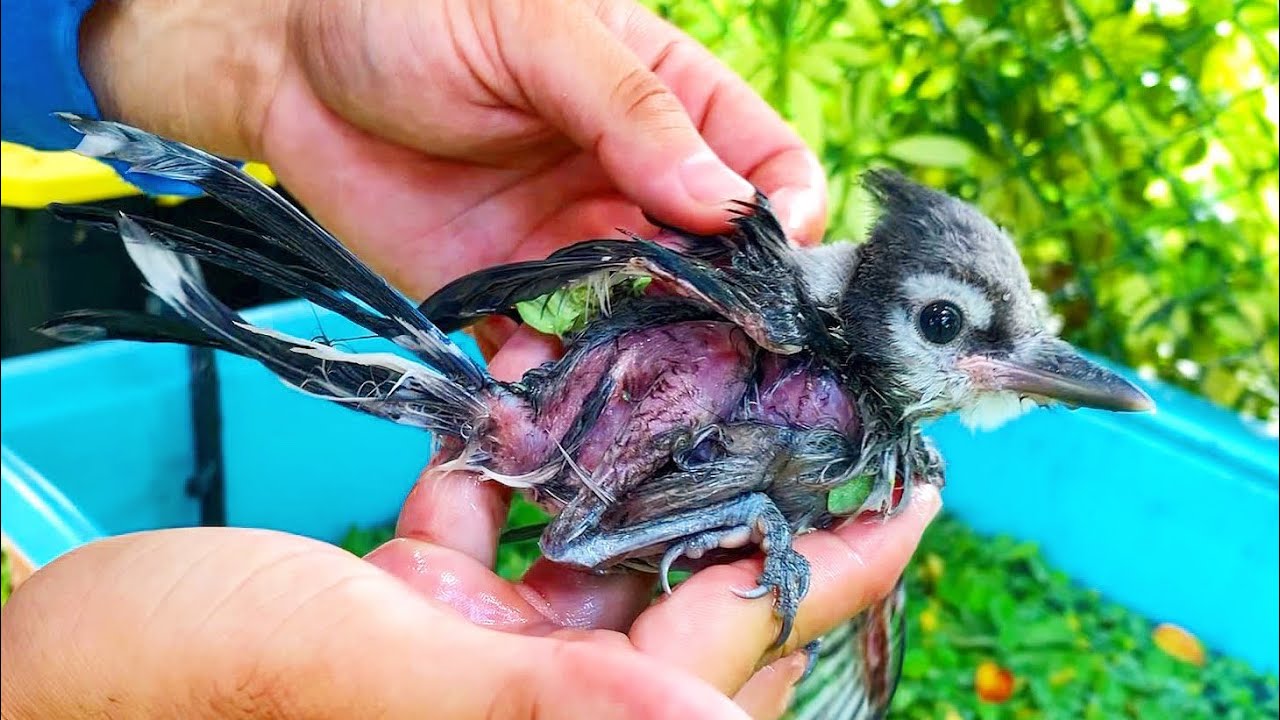 Baby Bird Rescue - Pulling It from The Water Just In Time