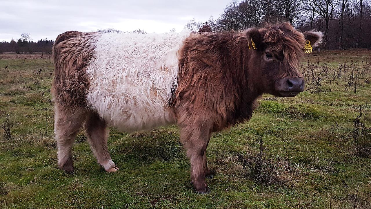 10 cutest cow breeds you’ll ever see