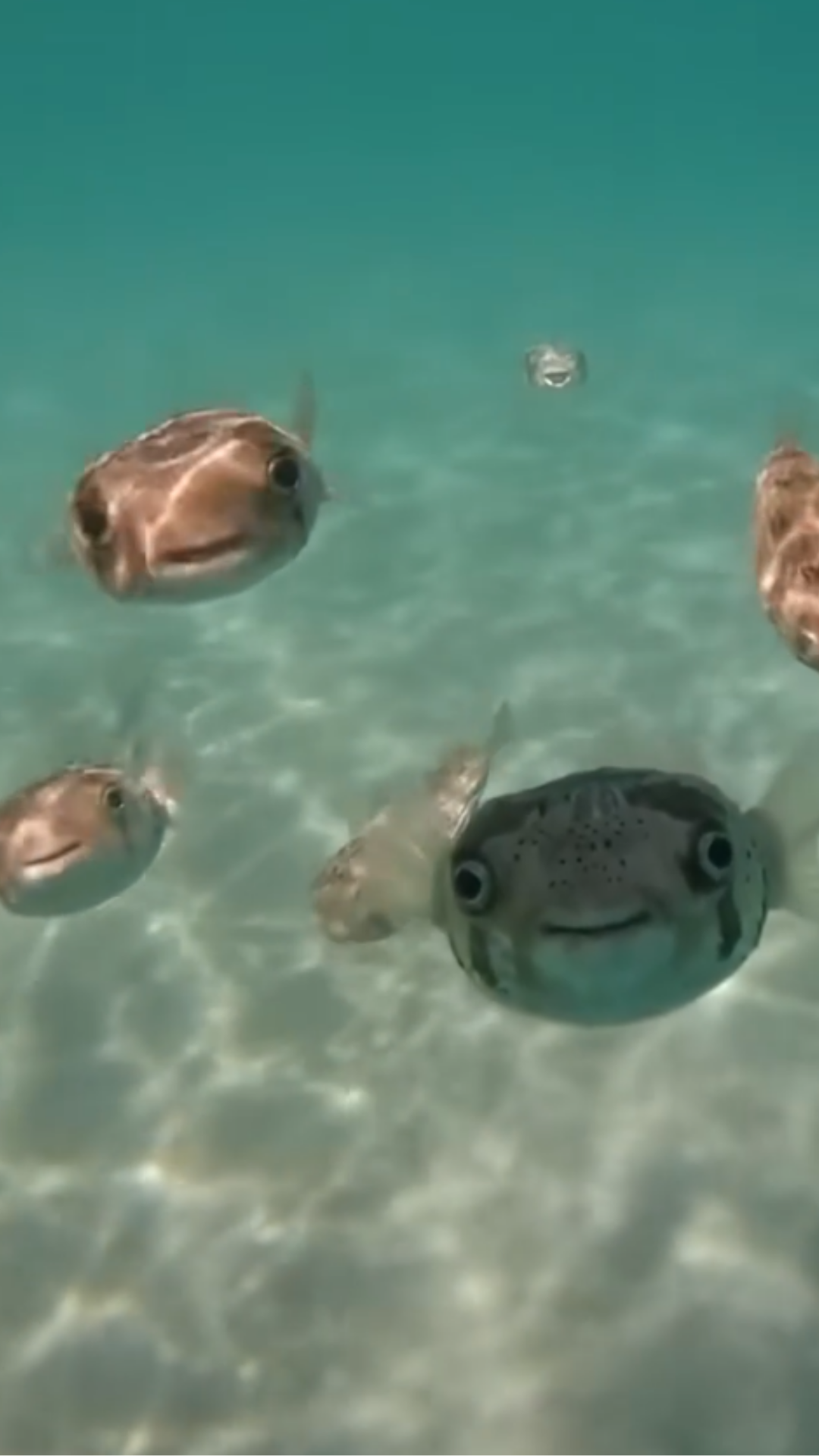 Chasing the Myth of the Legendary El Diablo Pescado Global