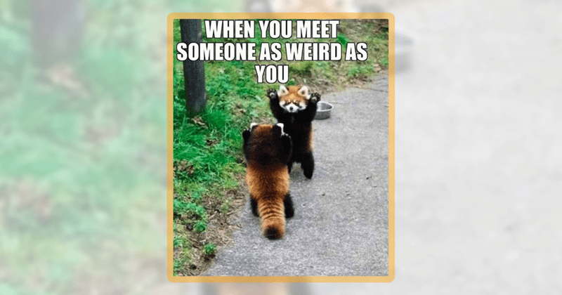 25 Wildlife Memes for People Who Want to Paws This Midweek Madness