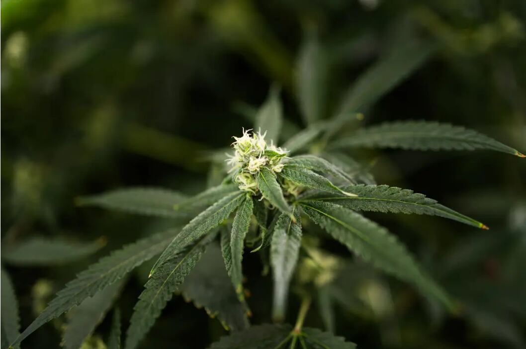 Gov. Abbott issues executive order on THC regulation