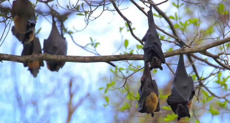 Here’s how endangered spectacled flying fox saves rainforests