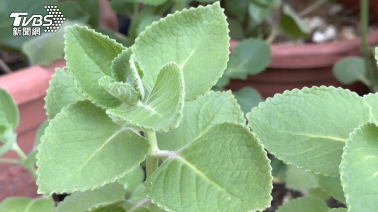 Rosyjskie drony nad Polską. Jak działa dron Gerbera, wykonany z pianki ...