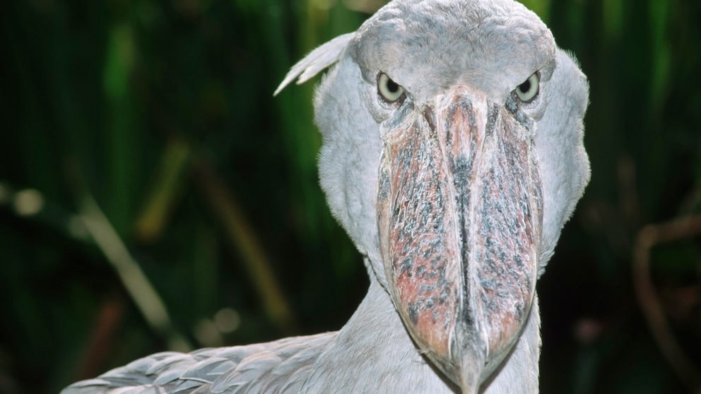 Schnabel wie ein Schuh! Dieser Riesen-Vogel frisst sogar Krokodile
