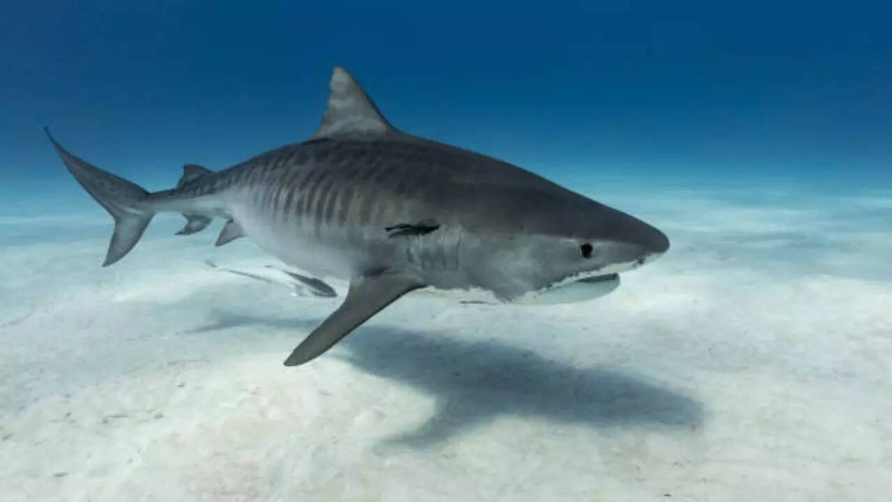 Meet the ocean’s top 8 aggressive predators